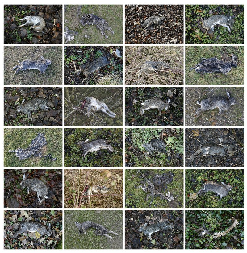 Twenty-four Dead Rabbits - Simon Roberts